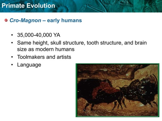 Primate Evolution.ppt