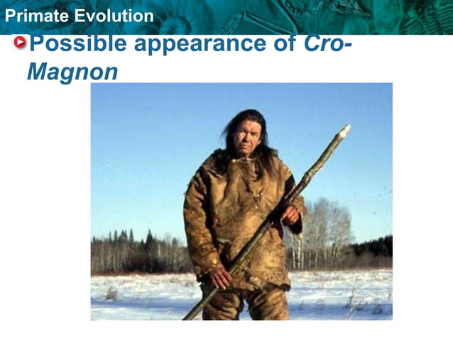 Primate Evolution.ppt