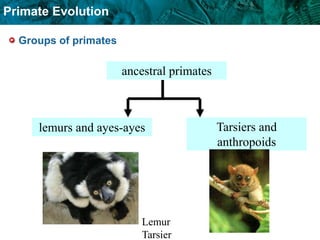 Primate Evolution.ppt