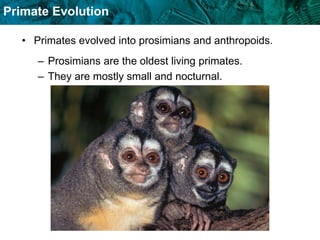 Primate Evolution.ppt