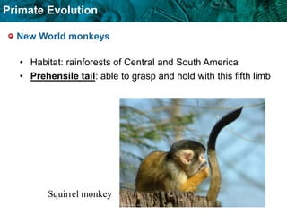 Primate Evolution.ppt