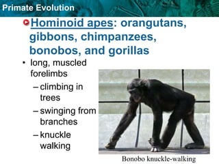 Primate Evolution.ppt