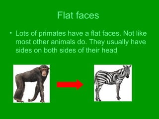 Primate project | PPT