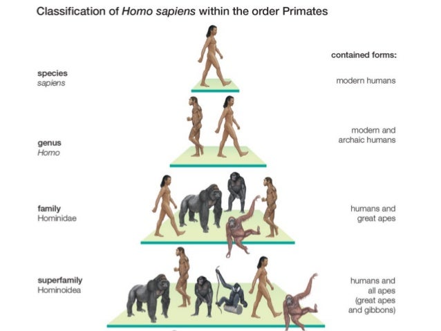 Πρωτεύοντα - Primates