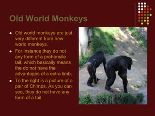 Primates | PPTX