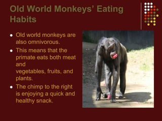 Primates | PPTX