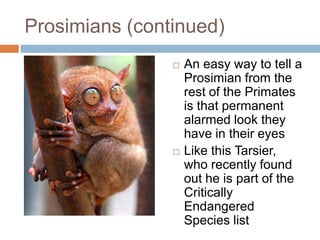 Primates And Human Origins | PPTX