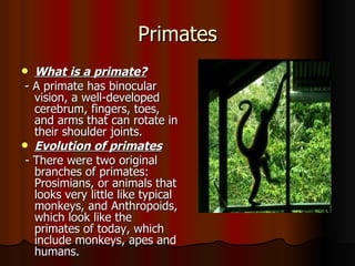 Primates And Human Origins Powerpoint | PPT