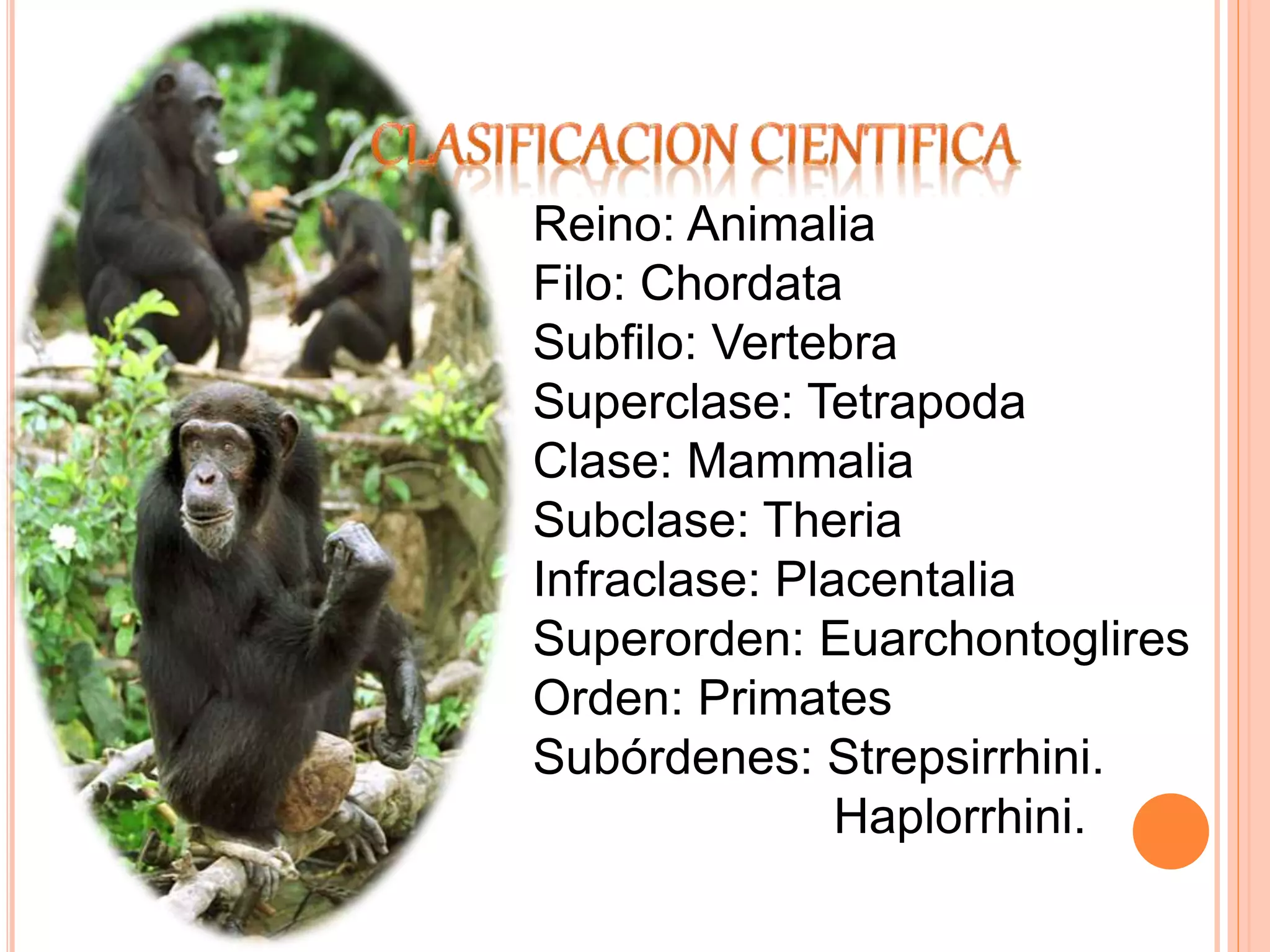 Primates de sudamerica | PPTX