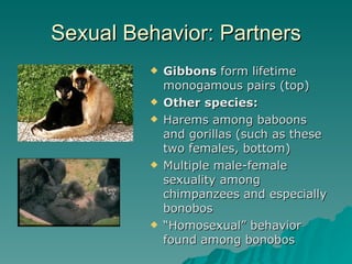 Primate Social Behavior | PPT