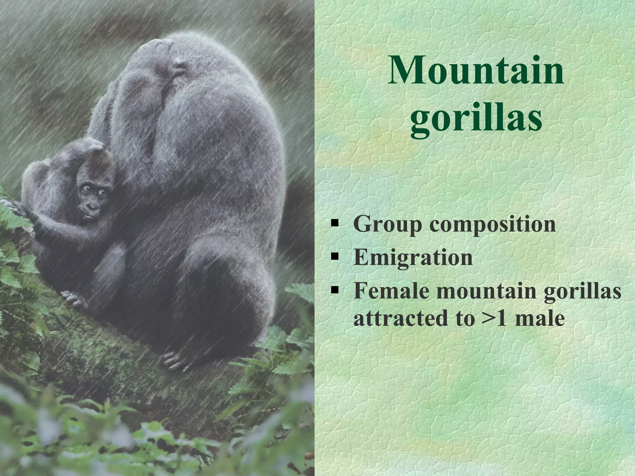 Primate social organization | PPT