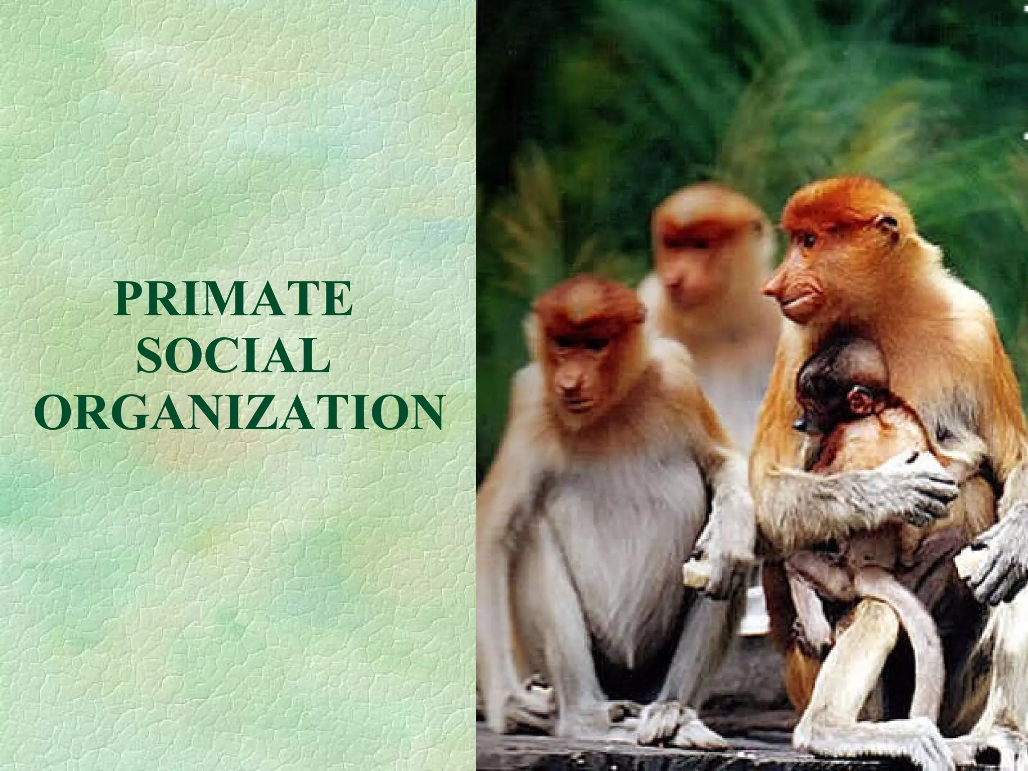 Primate social organization | PPT