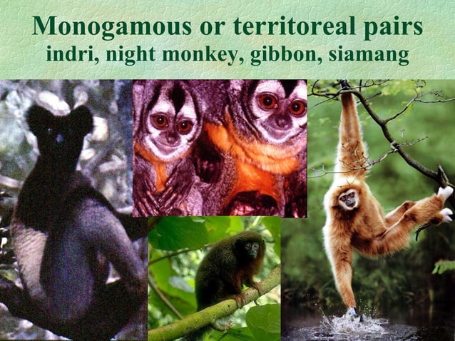 Primate social organization | PPT