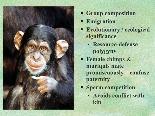 Primate social organization | PPT