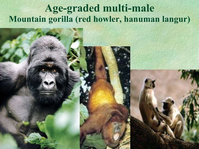 Primate social organization | PPT