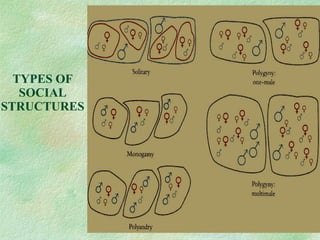 Primate social organization | PPT