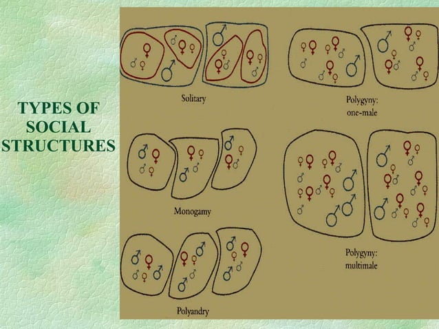 Primate social organization | PPT
