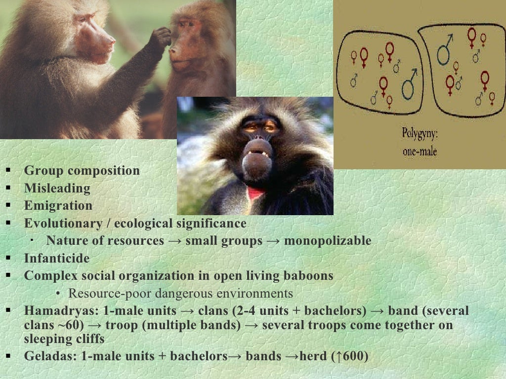 Primate social organization