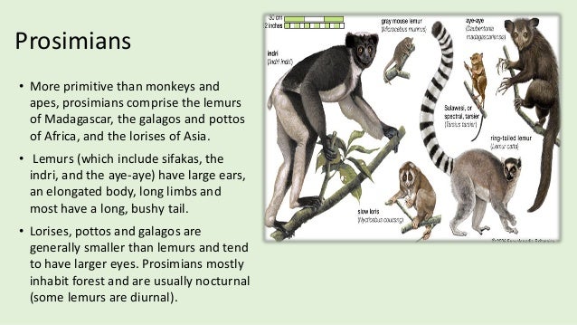 Primates of the World and India