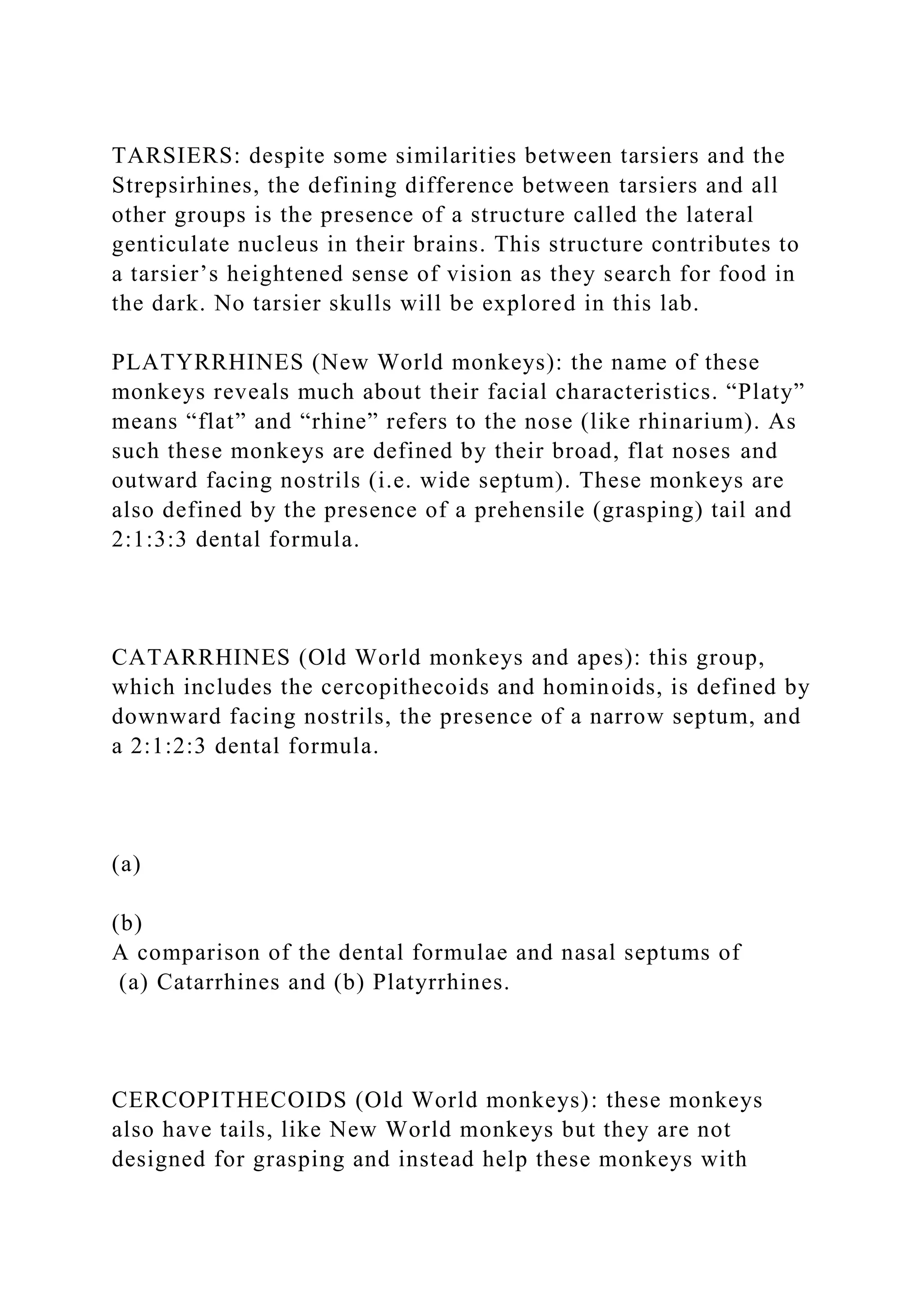 PRIMATES (ORDER) Suborder Infraorder S.docx