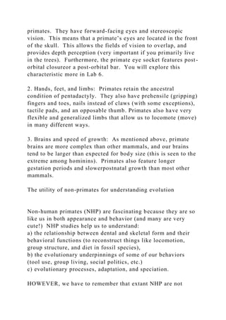 PRIMATES (ORDER) Suborder Infraorder S.docx