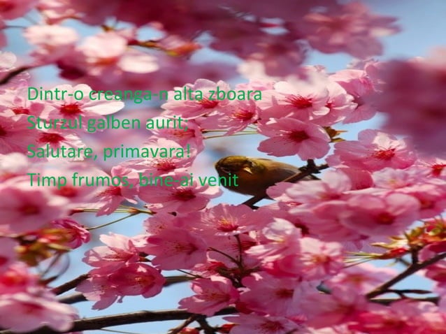 Primavara | PPT