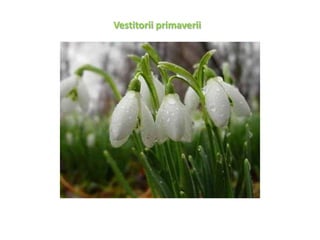 Primavara | PPT