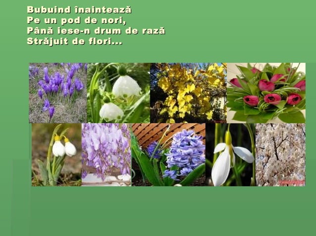 Primavara Ppt | PPT