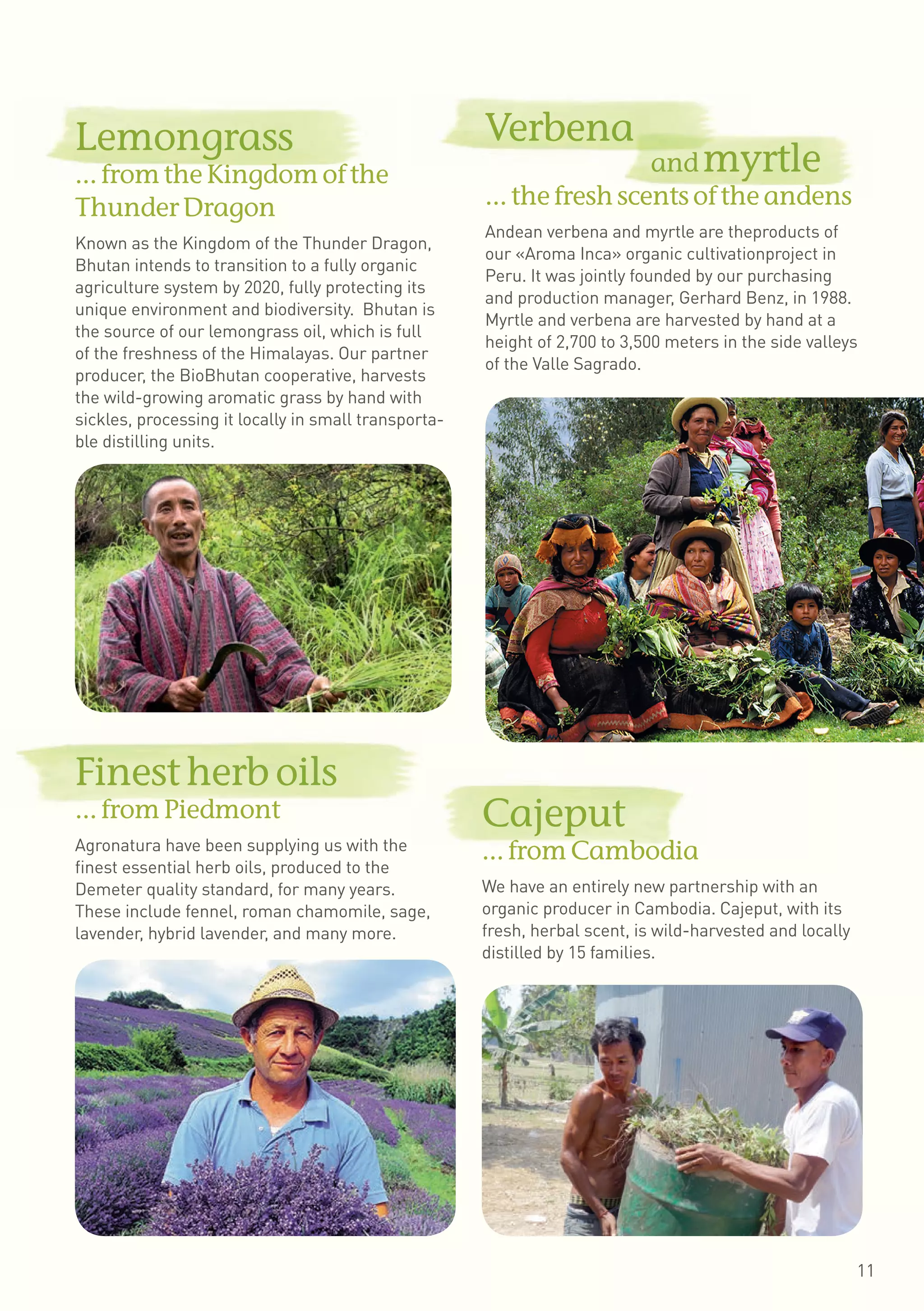 Primavera Aromatherapy in UAE | PDF