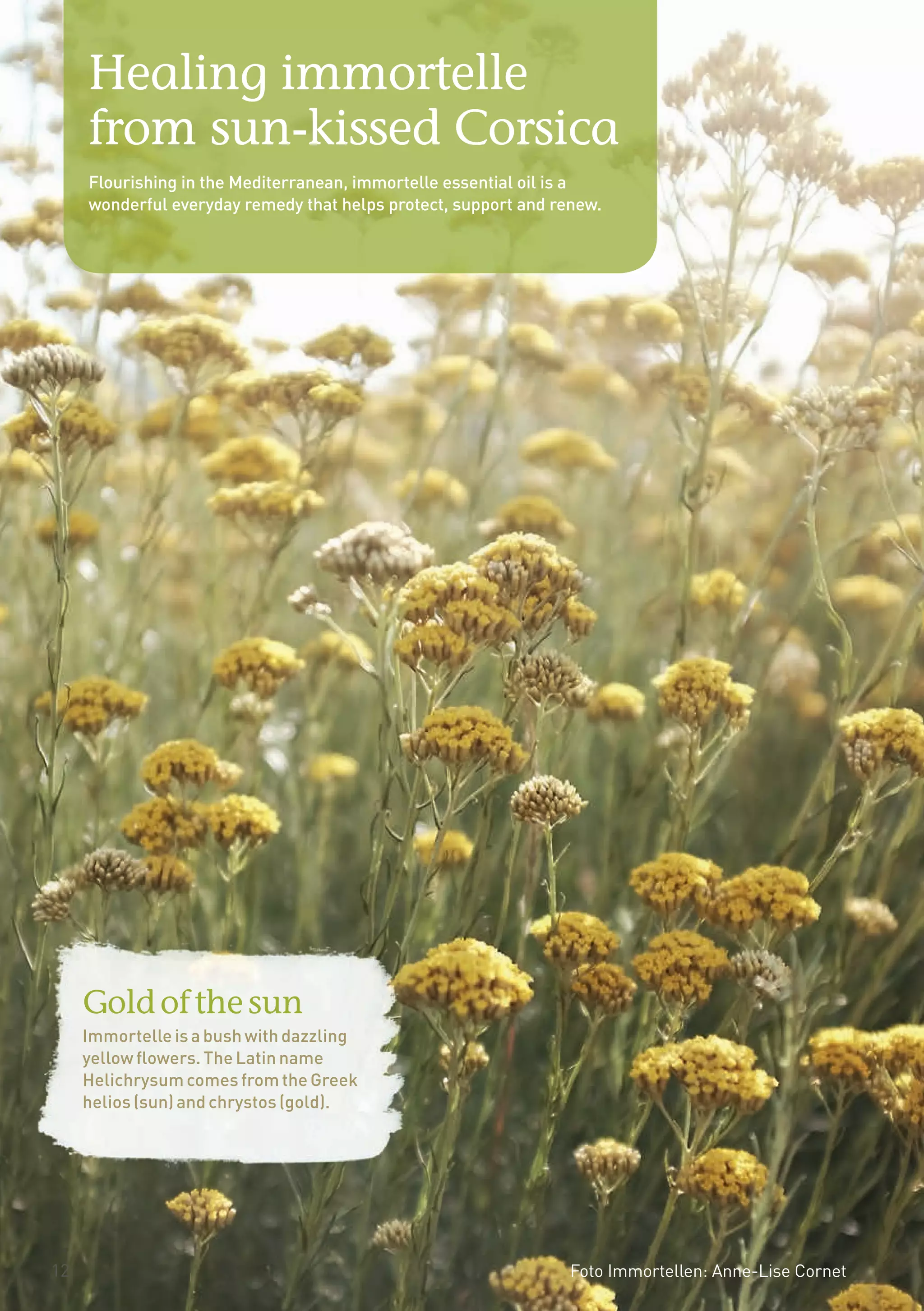 Primavera Aromatherapy in UAE | PDF