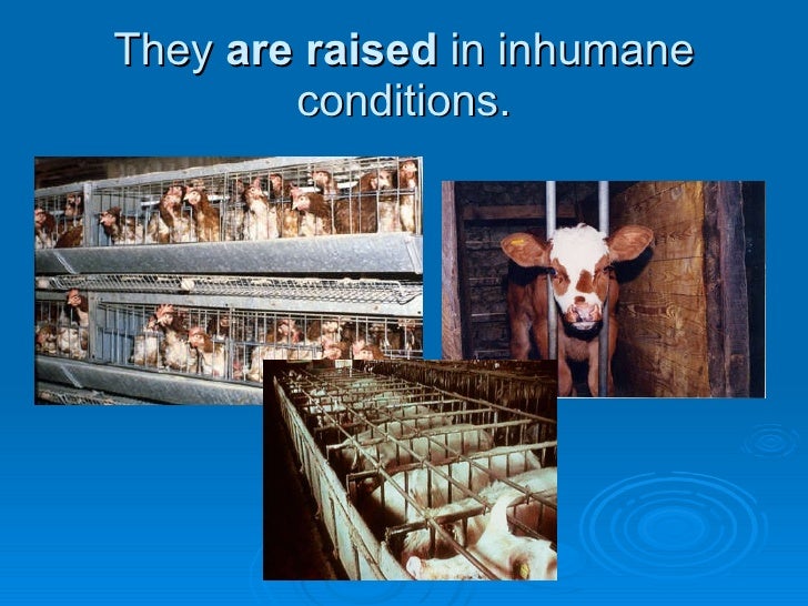 Unit 6 - animal treatment