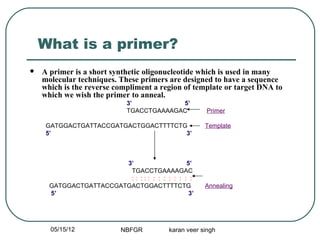Primers Pcr