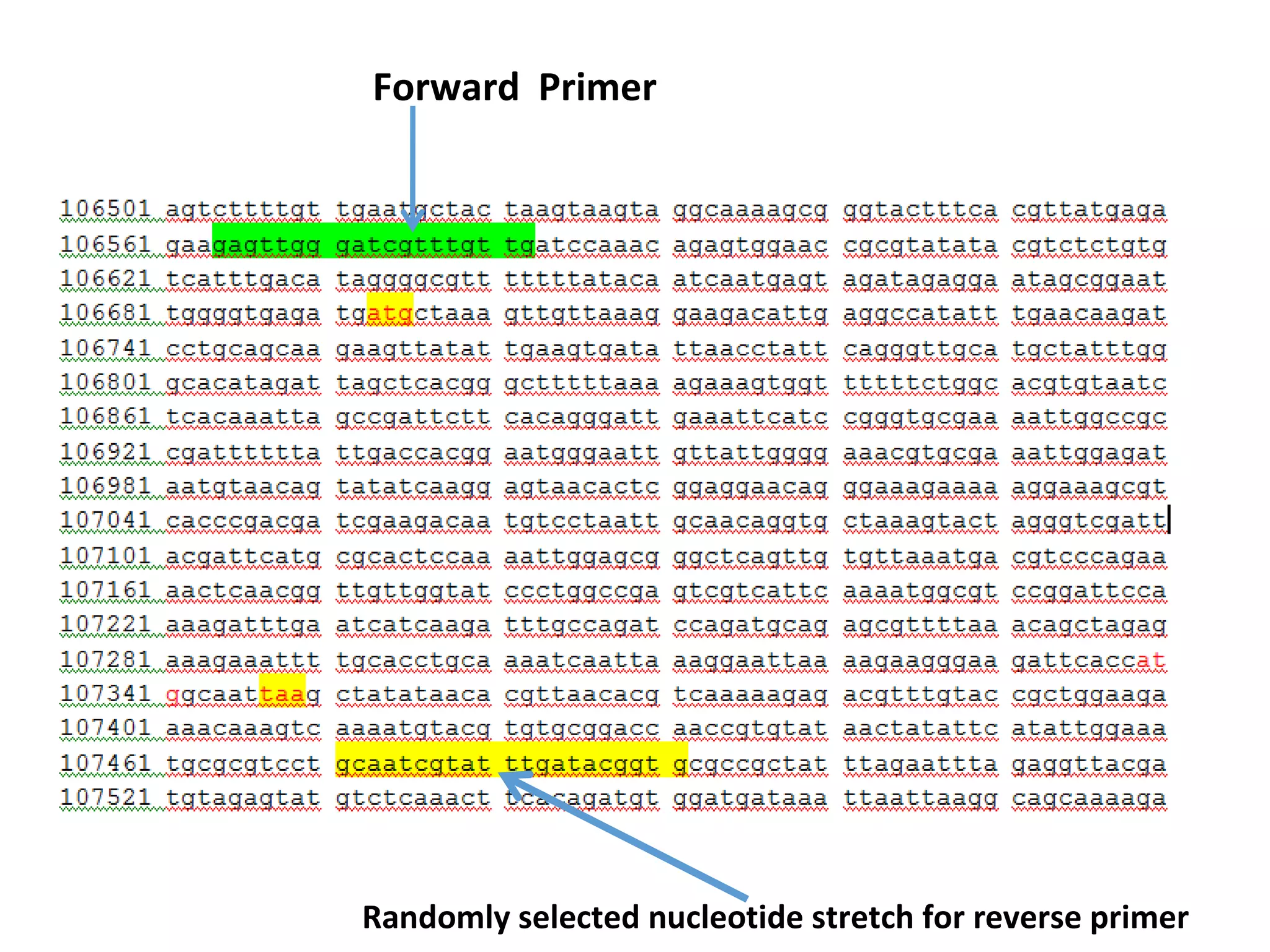 Primer designing presentation by sanju sah | PPT