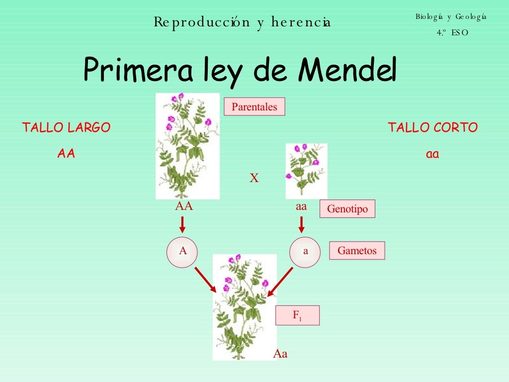 Primera Ley De Mendel