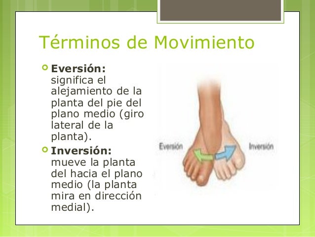 Primera clase, Anatomia general