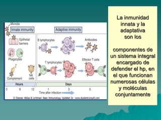 Primera clase sistema inmunitario, inmunidad innata y adaptativa | PPT