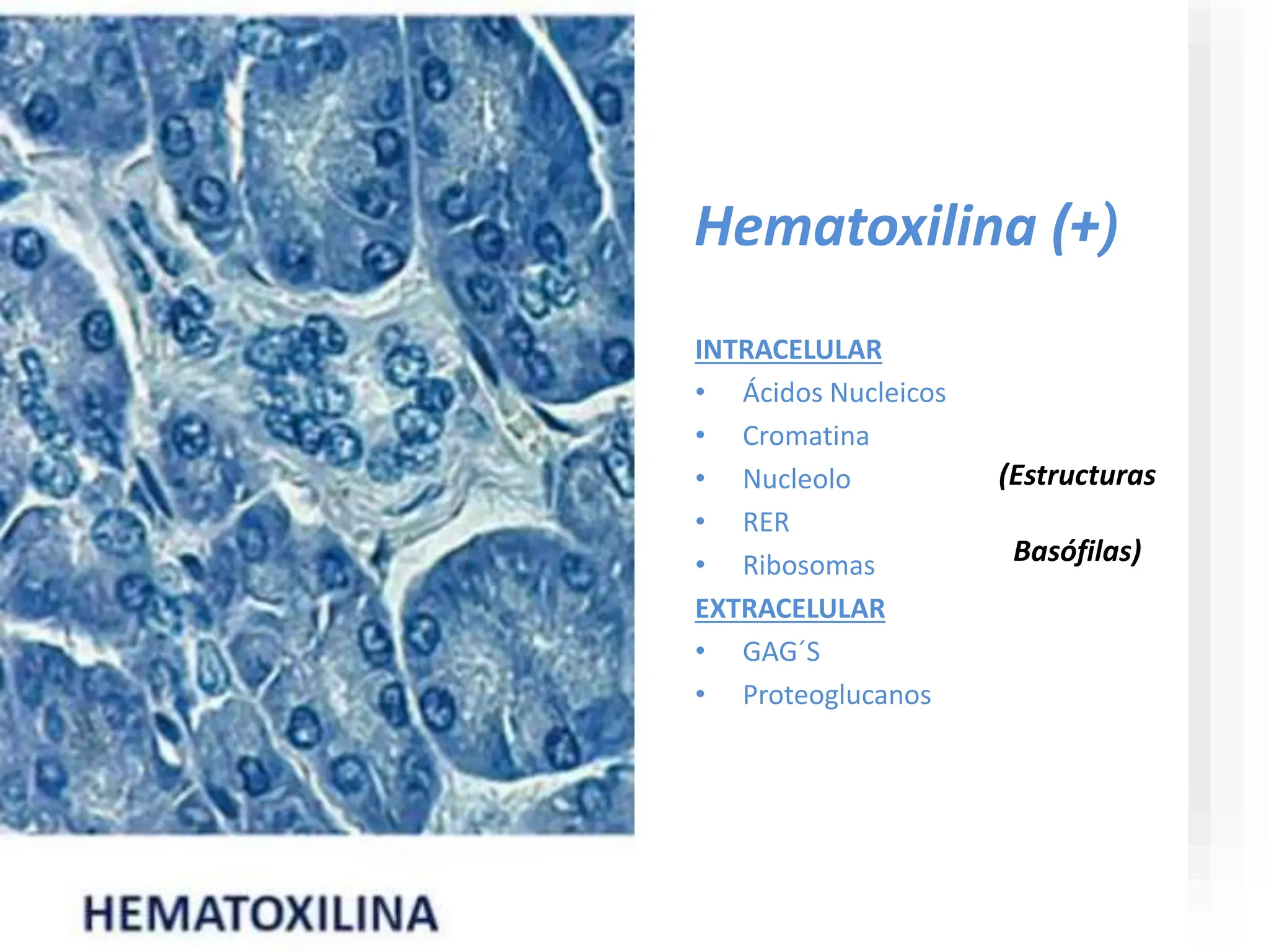 Técnicas histológicas. Tinciones. Hematoxilina y Eosina | PPTX