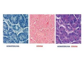 Técnicas histológicas. Tinciones. Hematoxilina y Eosina | PPTX