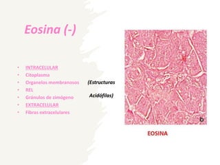 Técnicas histológicas. Tinciones. Hematoxilina y Eosina | PPTX