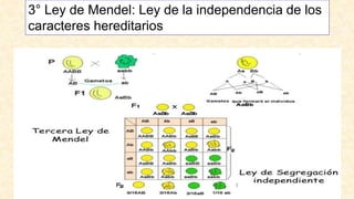 Primera ley de mendel | PPTX