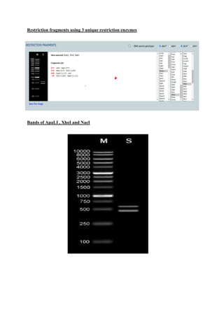 primer analysis.pdf