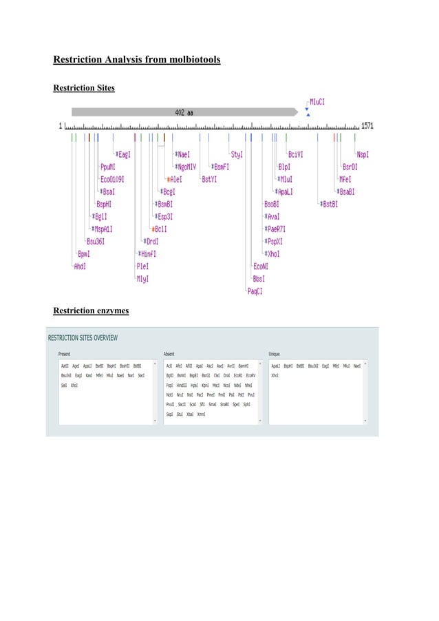 primer analysis.pdf | Genetics | Science