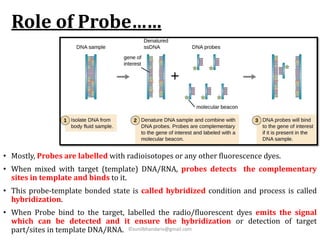 Primers and Probes | PDF