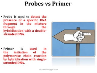 Primers and Probes | PDF