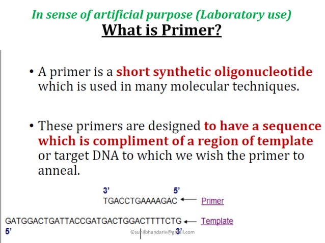 Primers and Probes | PDF | Chemistry | Science