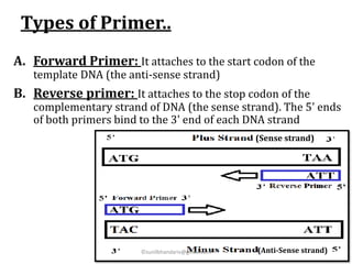 Primers and Probes | PDF