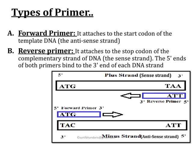 Primers and Probes | PDF | Chemistry | Science