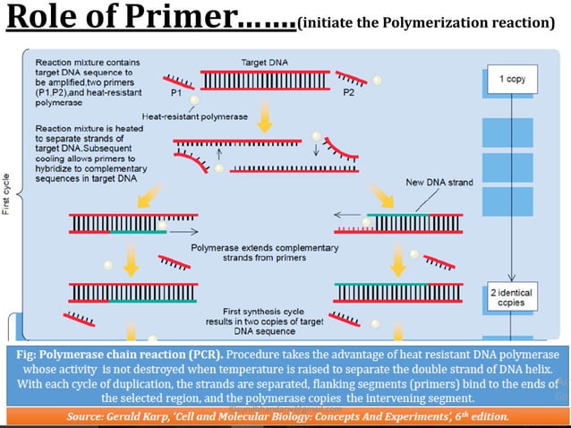 Primers and Probes | PDF | Chemistry | Science