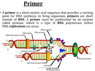Dna Primers