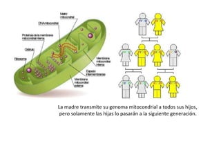 Primeras Celulas eucariotas LUCA | PPT
